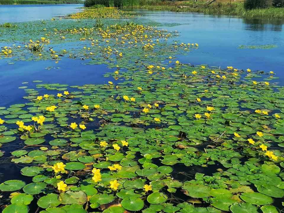 Stiri Directe - Descoperirea biodiversității plantelor din Delta ...