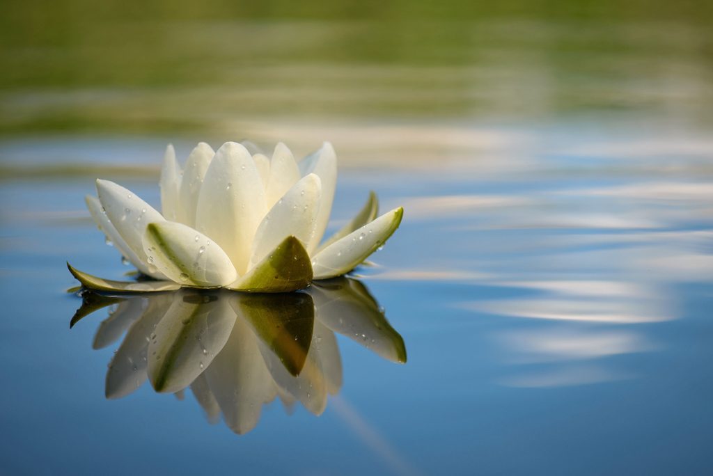 Stiri Directe - Descoperirea biodiversității plantelor din Delta ...
