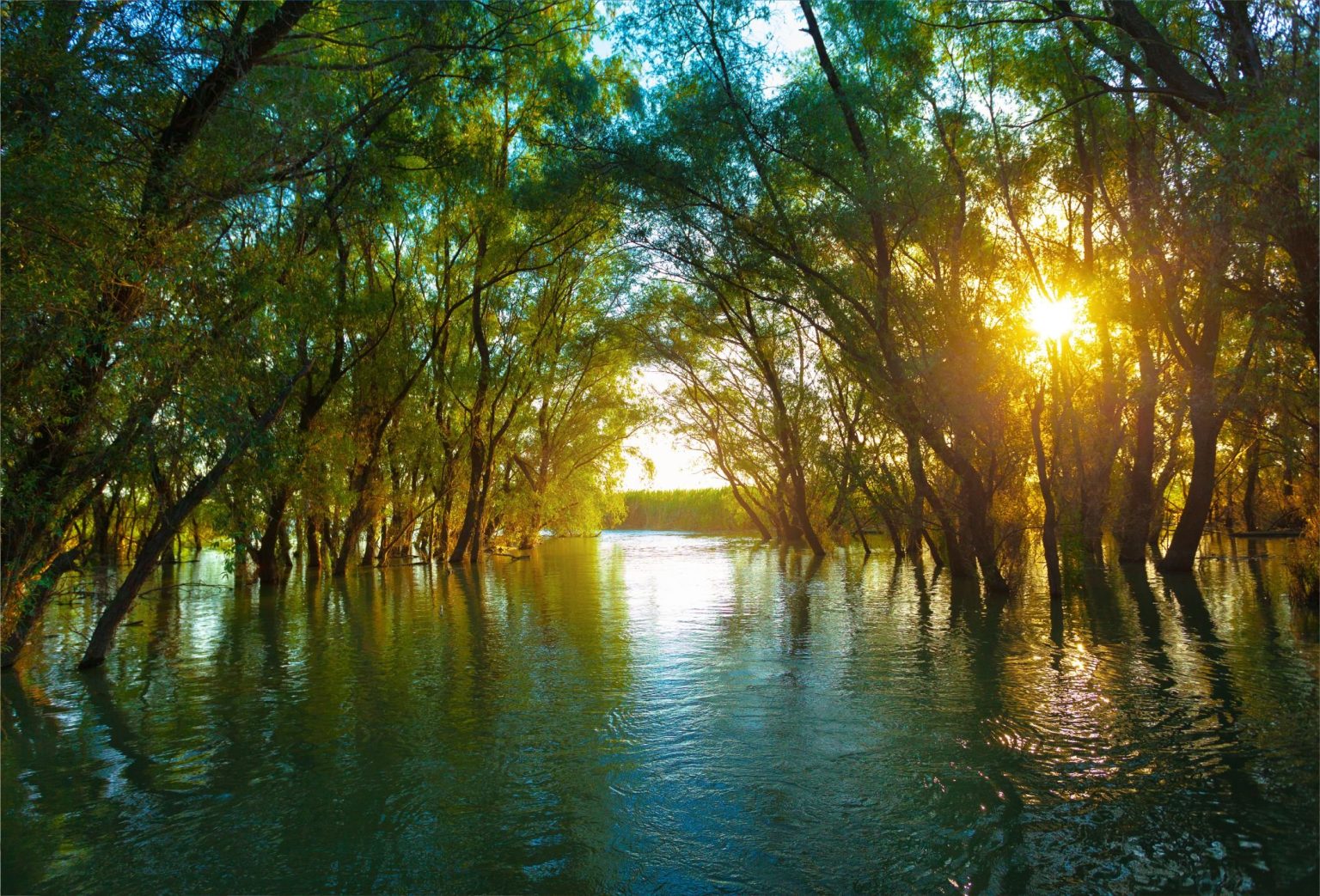 Stiri Directe - Descoperirea biodiversității plantelor din Delta ...