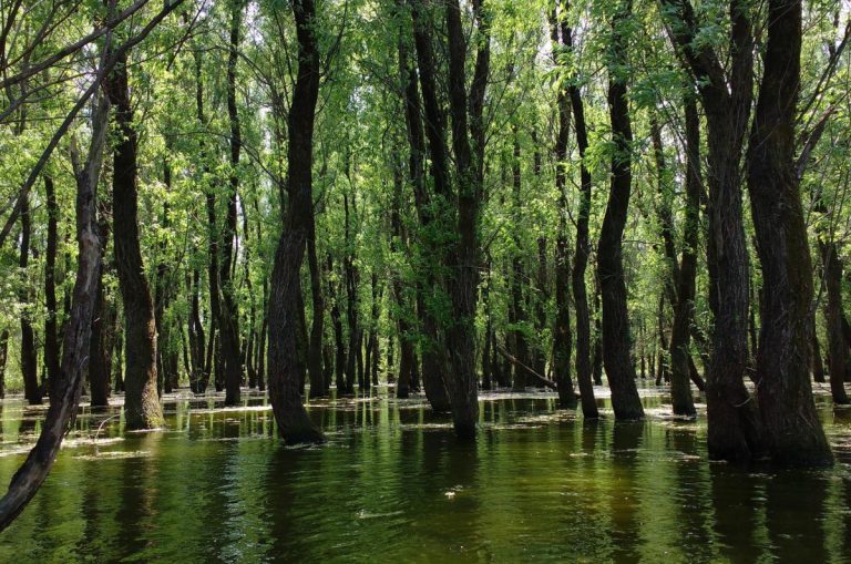 Stiri Directe - Descoperirea biodiversității plantelor din Delta ...