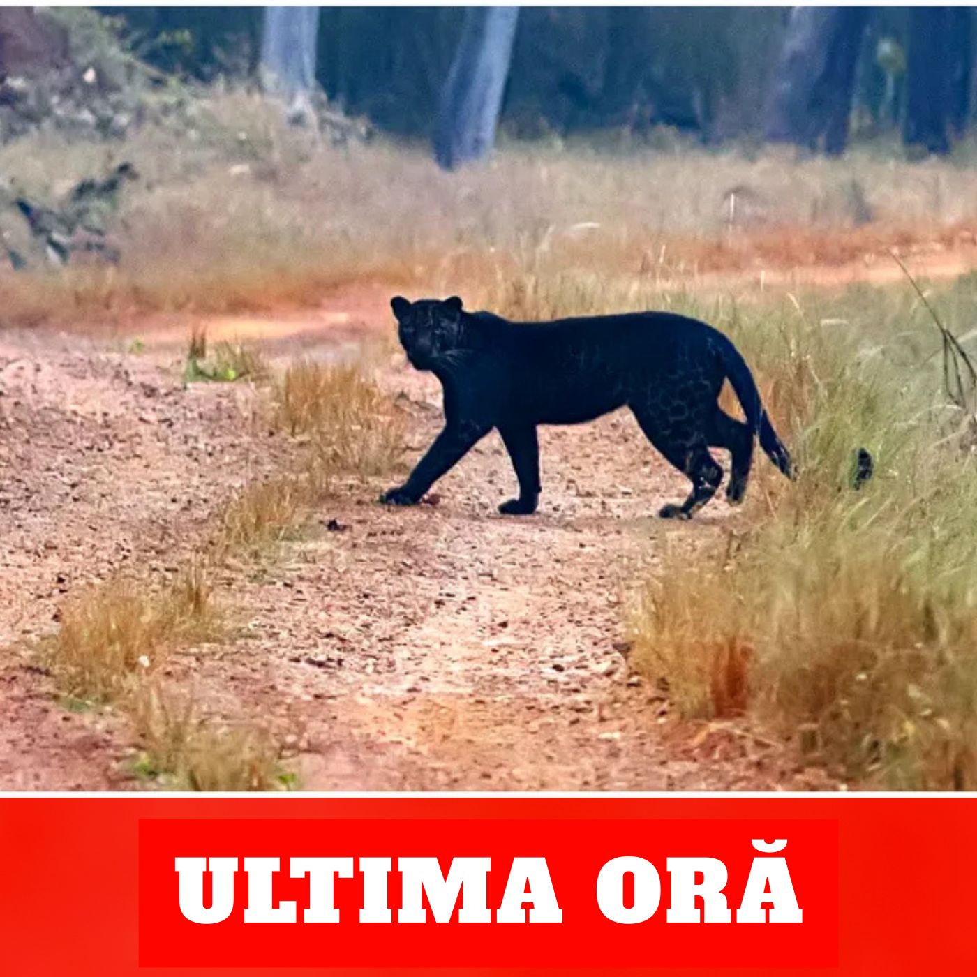 Stiri Directe - Pantera neagră care ar fi fost văzută pe raza județului ...